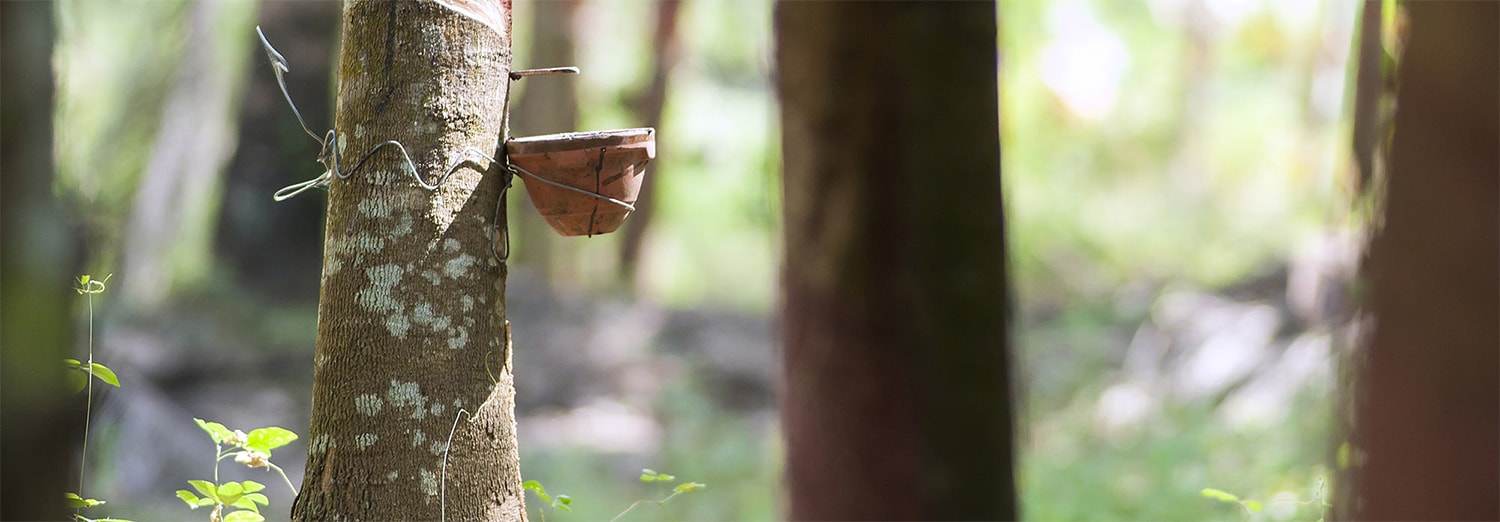 Latex Mattress | Sleeping Organic